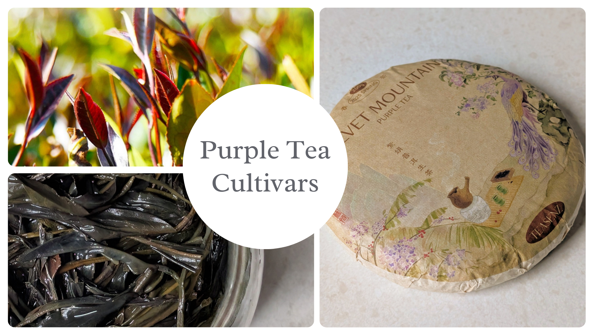 Wat is paarse thee en welke soorten/cultivars bestaan er? | Teasenz.eu