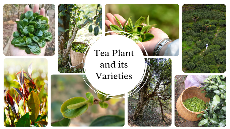 Types of Tea Plants: Varieties & Cultivars Explained | Teasenz.eu